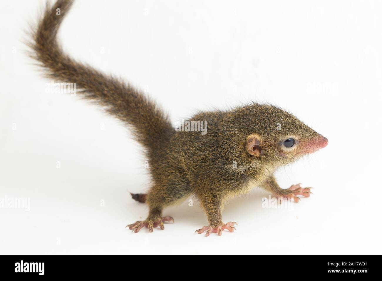Horsfield's treeshrew (Tupaia javanica), also called Javan treeshrew ...