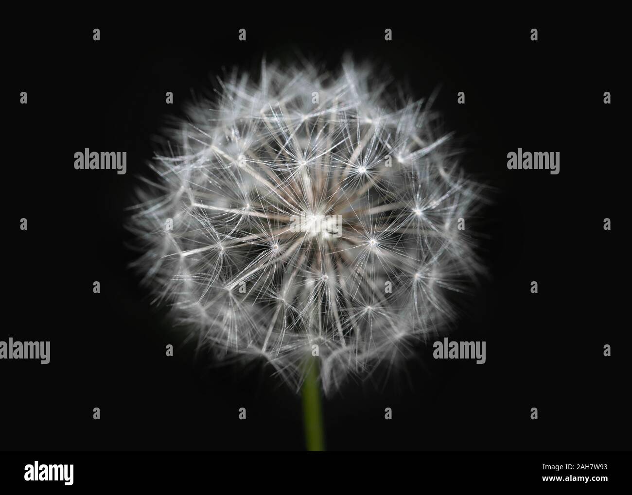 White dandelion on isolated black background. Fluffy dandelion seeds ...