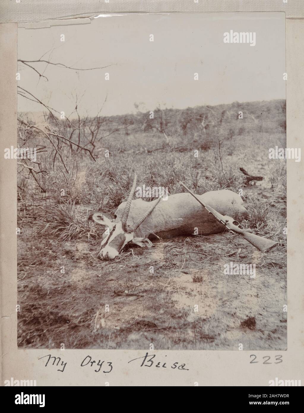 SomaliaJubaland, View of dead antelope with rifle laid across ...