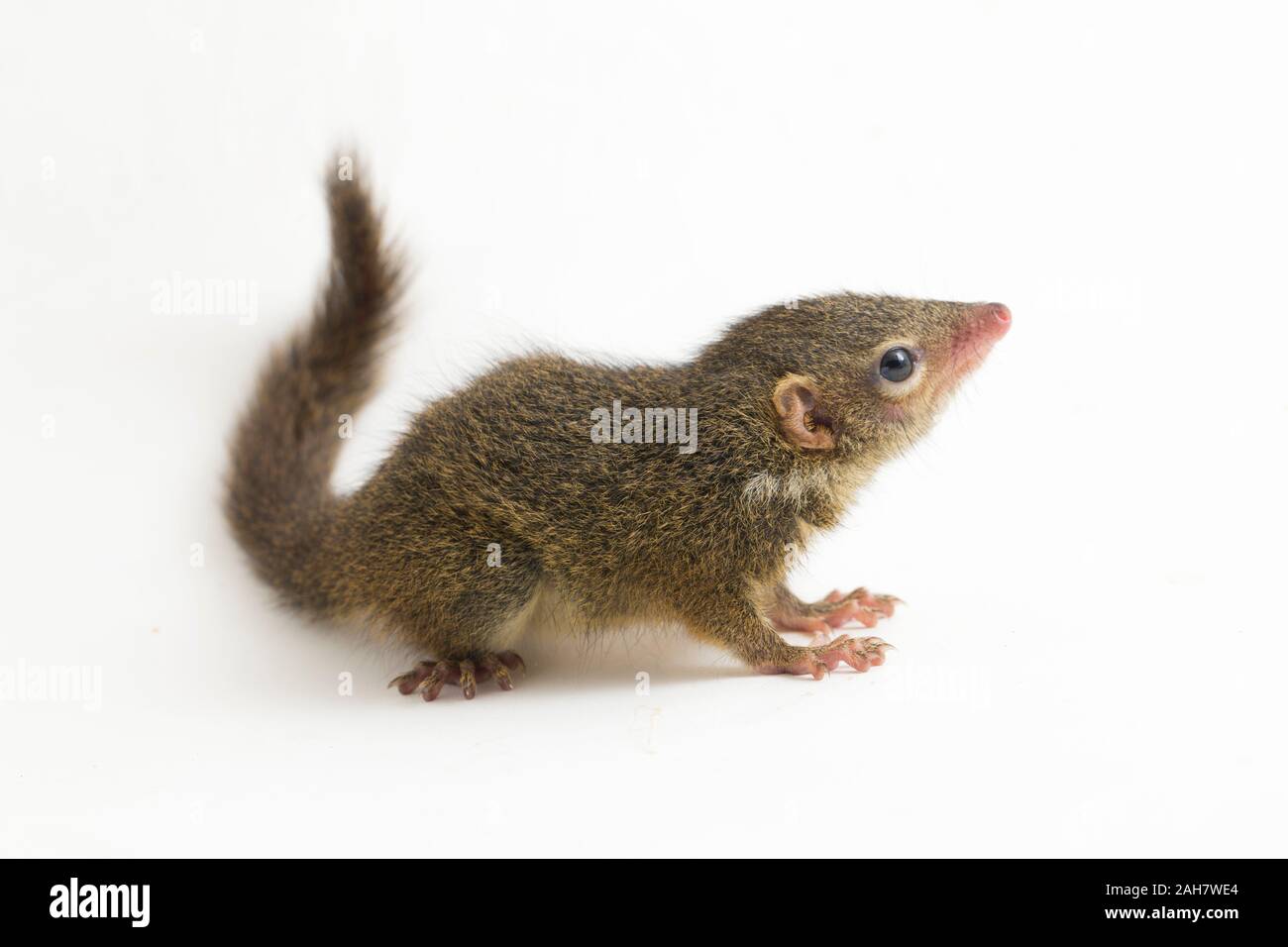 Horsfield's treeshrew (Tupaia javanica), also called Javan treeshrew ...