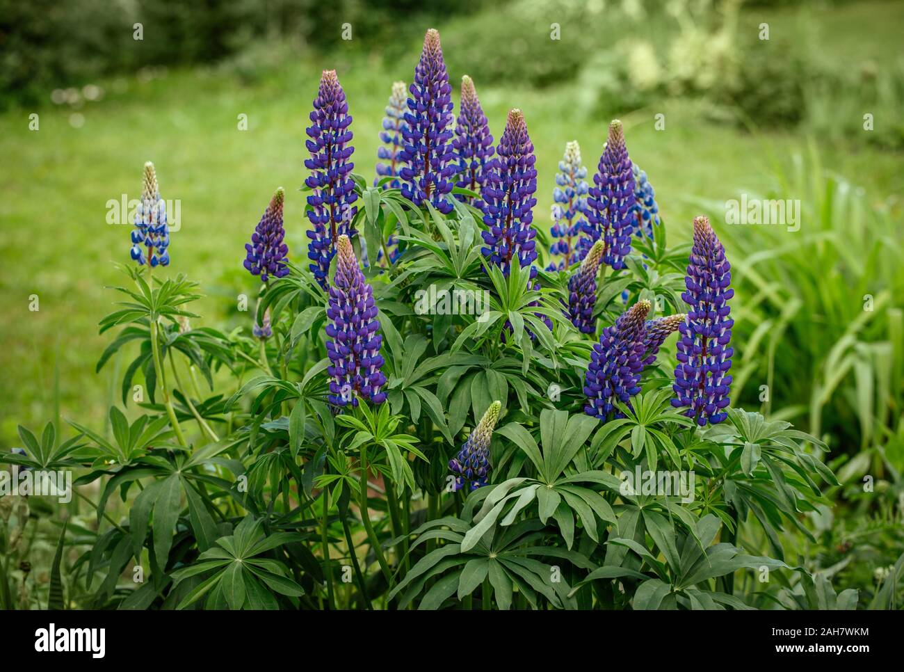 Purple lupins on green background in garden on Sunny day. Beautiful ...