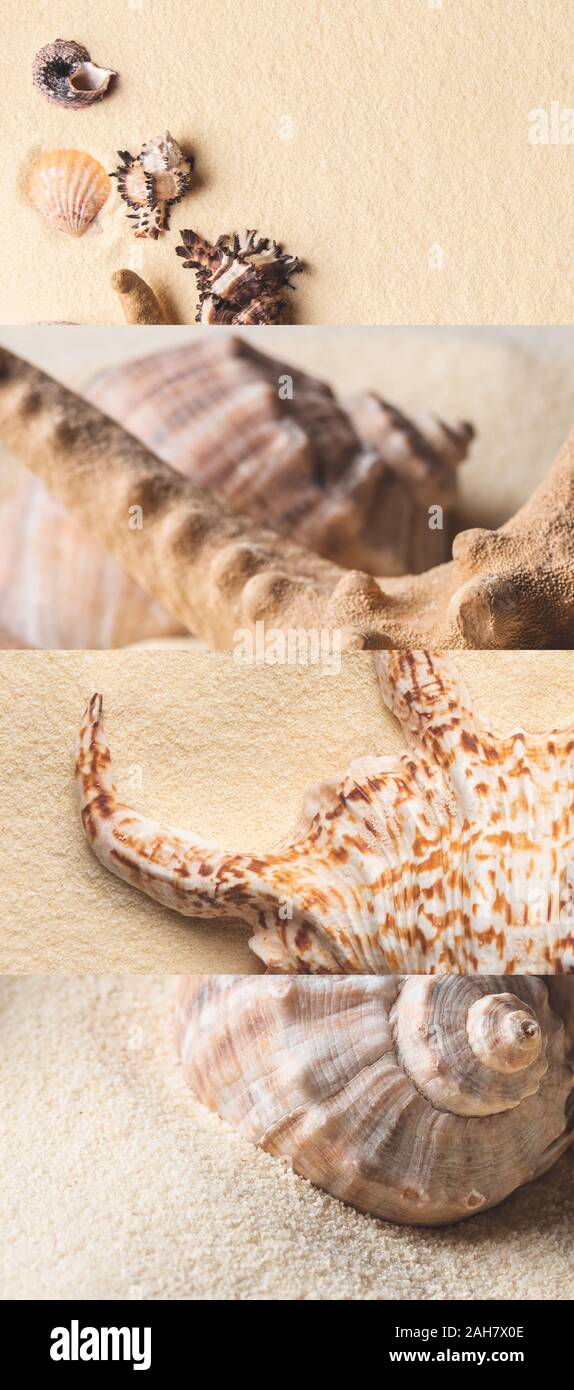 Collage summer seashells hi-res stock photography and images - Alamy
