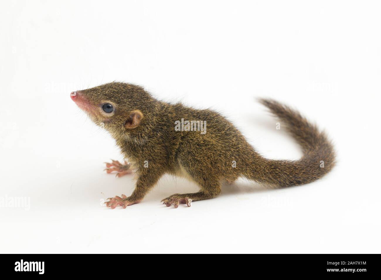 Horsfield's treeshrew (Tupaia javanica), also called Javan treeshrew ...