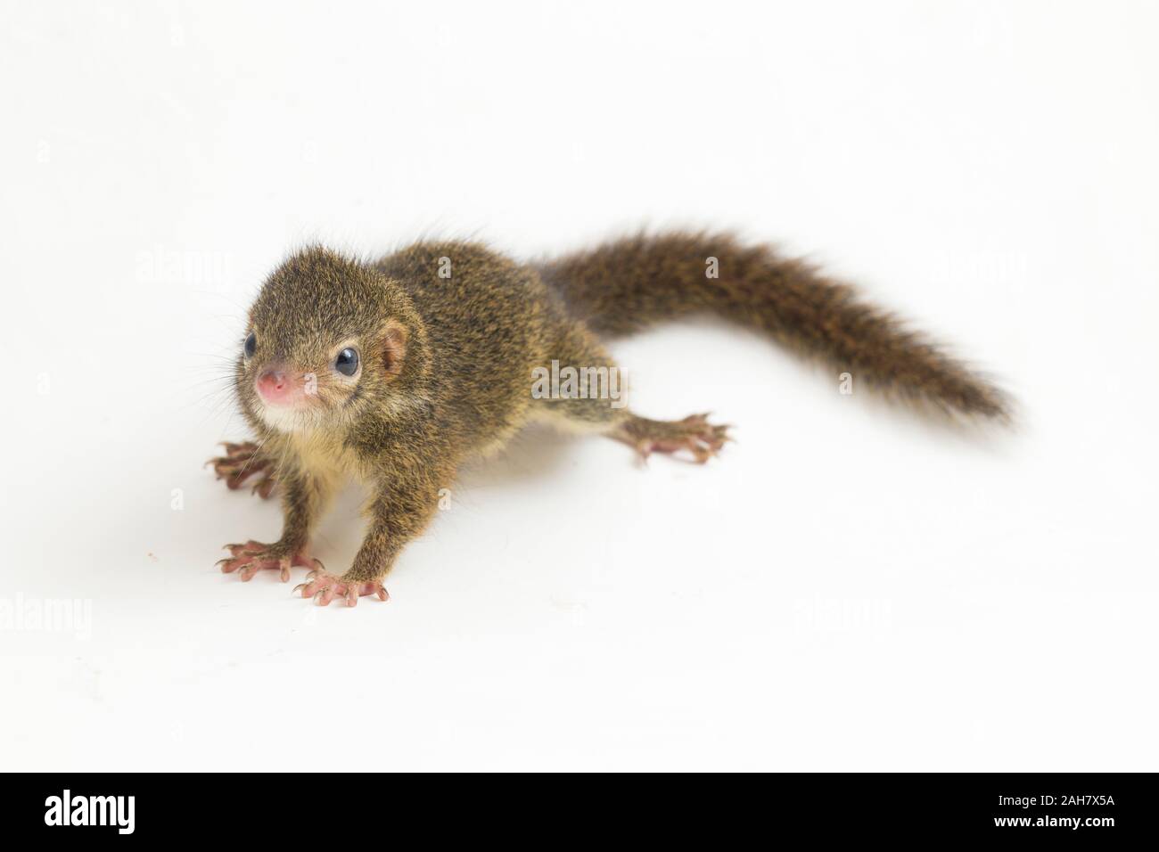 Horsfield's treeshrew (Tupaia javanica), also called Javan treeshrew ...