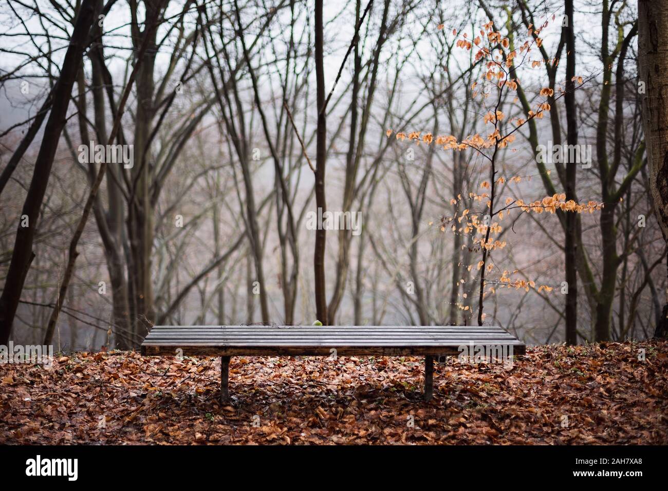 Wooden bench trees in forest bench hi-res stock photography and images ...