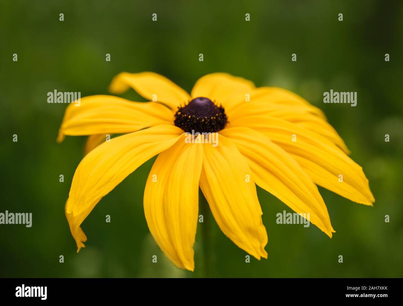 Summer flower background. Bright beautiful yellow rudbeckia flower ...