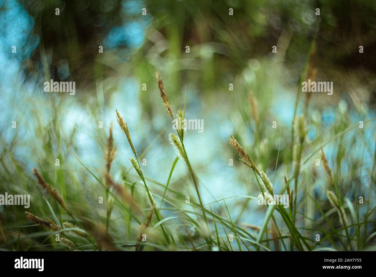 Green grass texture and bokeh background. Bright juicy sedge grass on ...