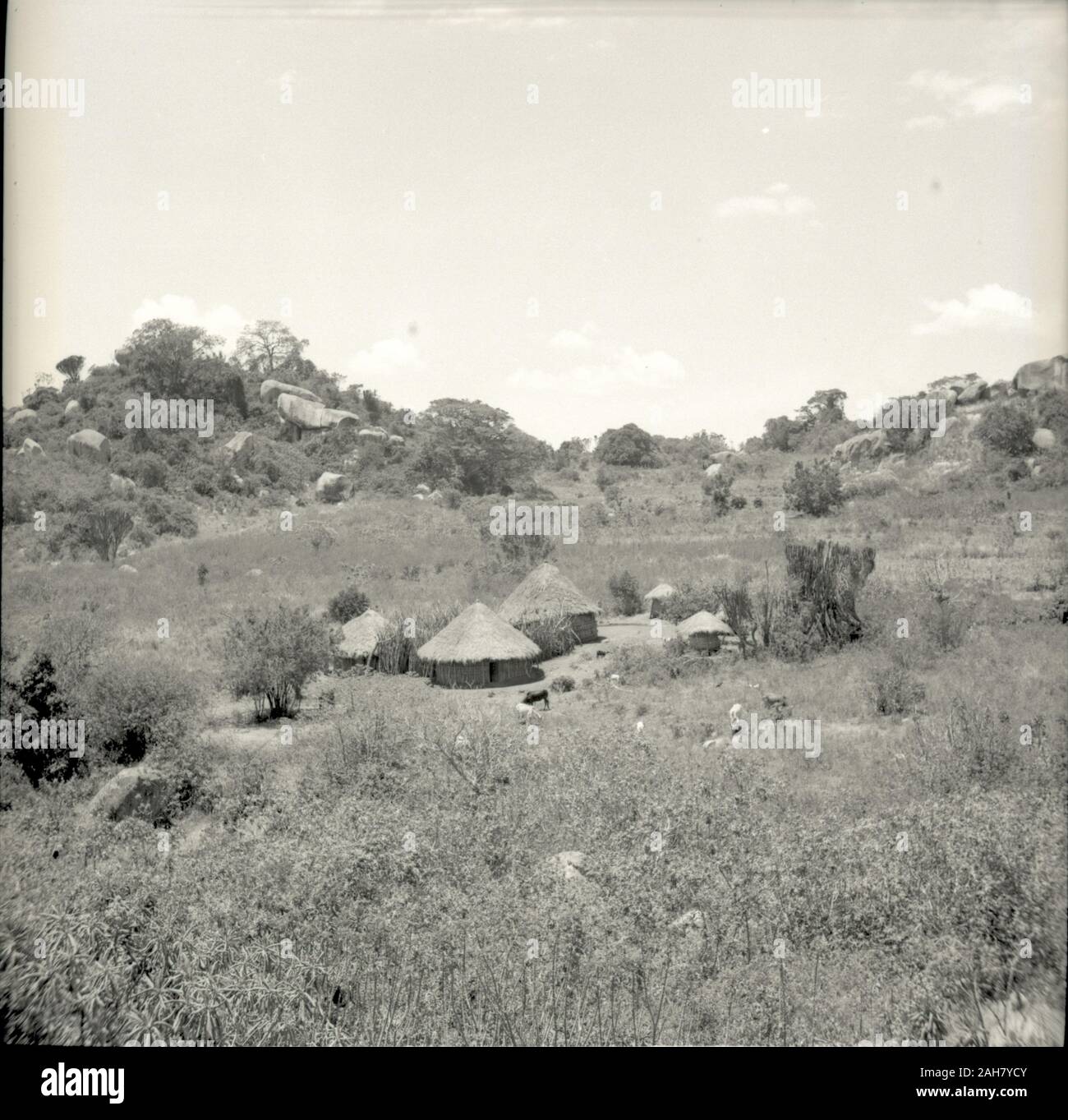 Kenya, Ruel: KuriaHomestead, circa 1958. 2012/001/6/2/40D Stock Photo ...