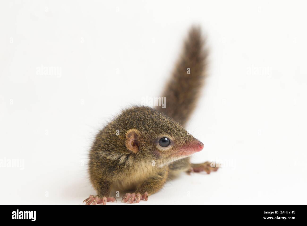 Tupaiidae hi-res stock photography and images - Alamy