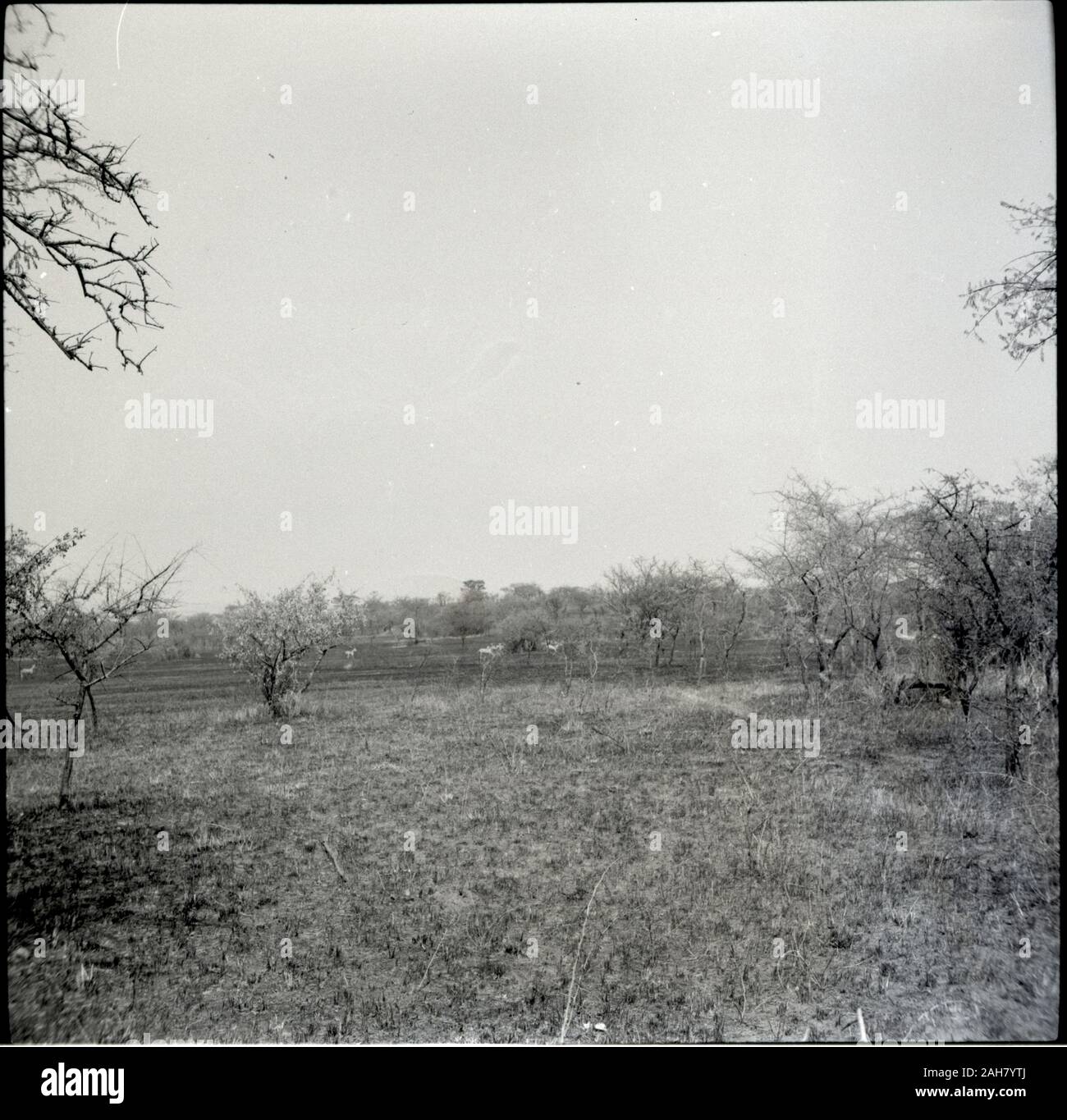 Kenya, Ruel: KuriaSerengheti plains and very distant animals, circa ...