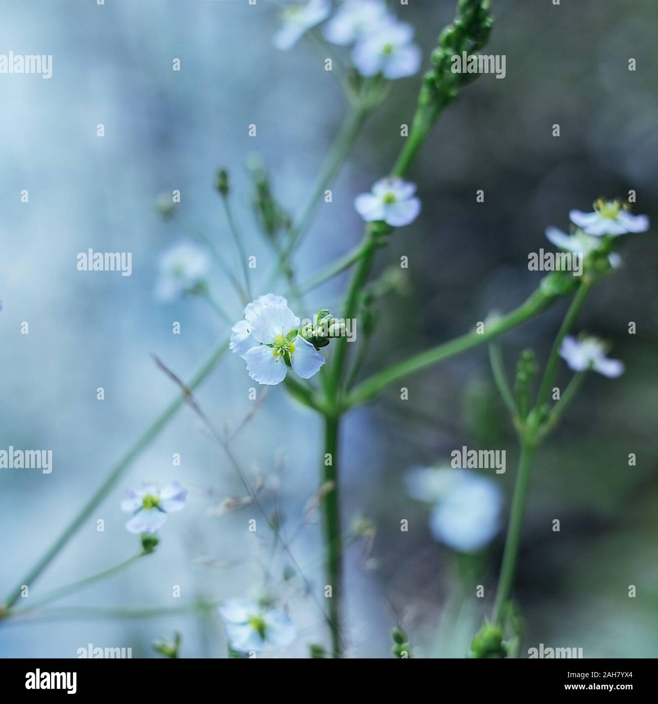Alisma hi-res stock photography and images - Alamy