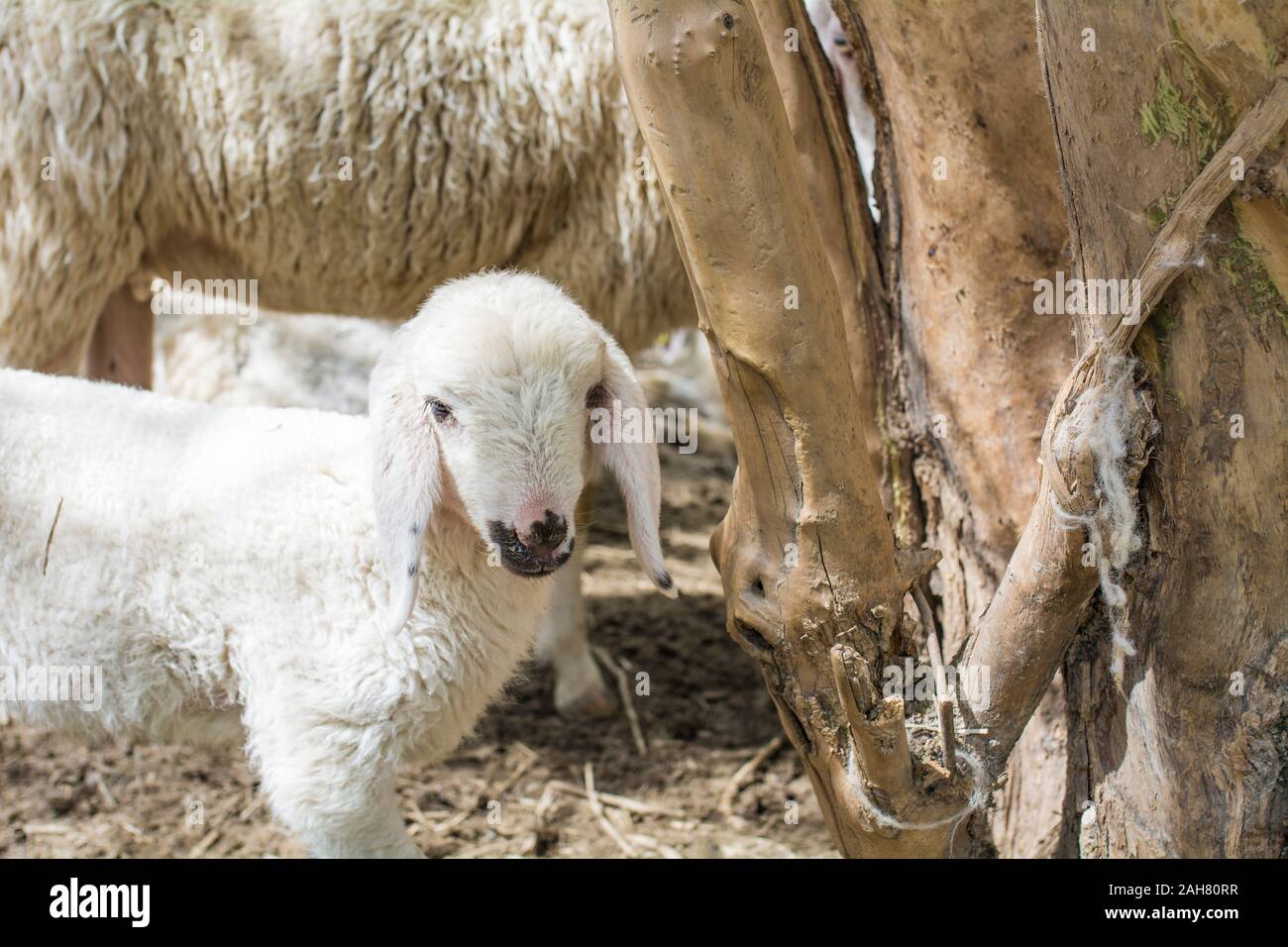 Lamb portrait hi-res stock photography and images - Alamy