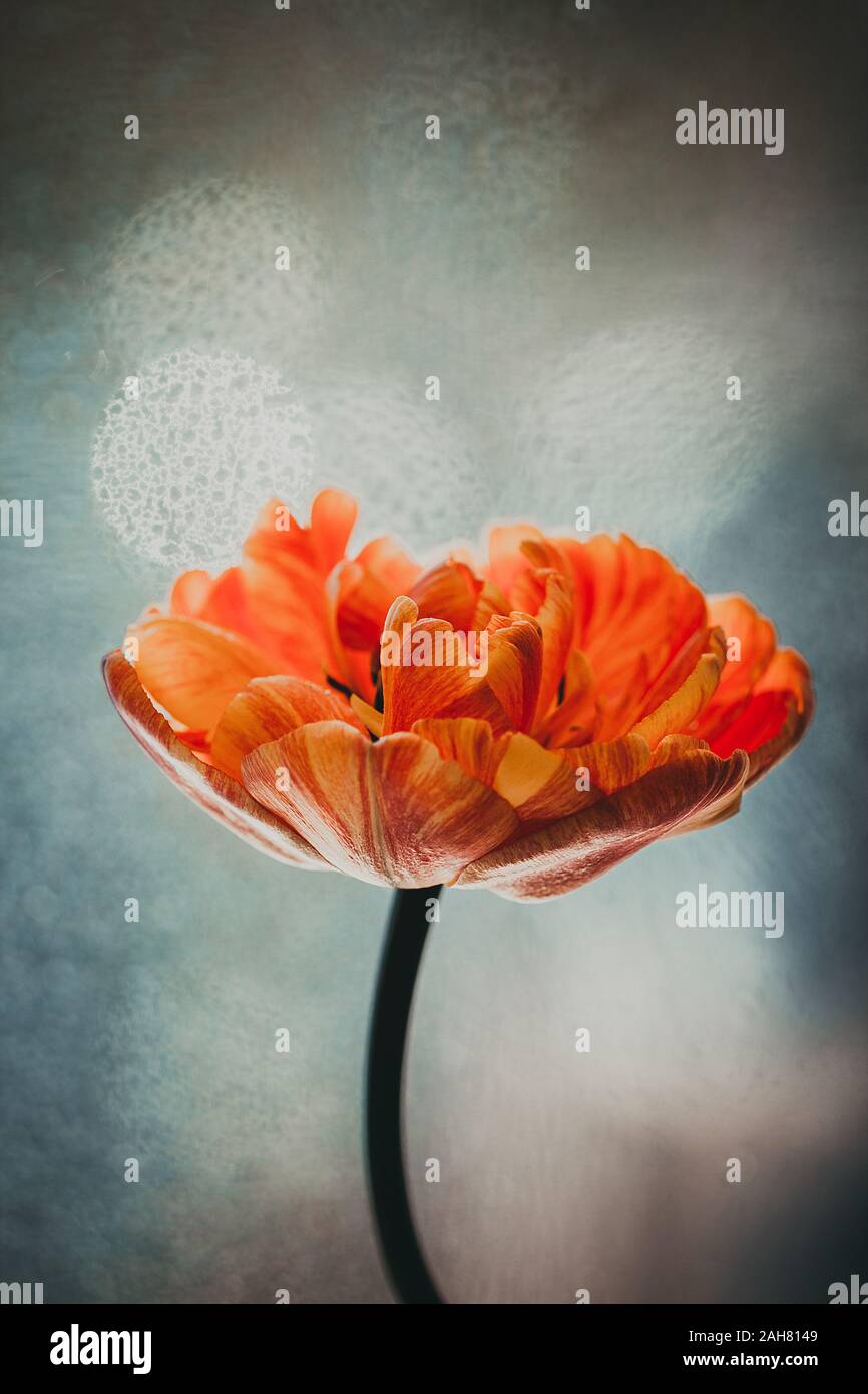 Red with orange Tulip on the background of the window close-up. Blue ...