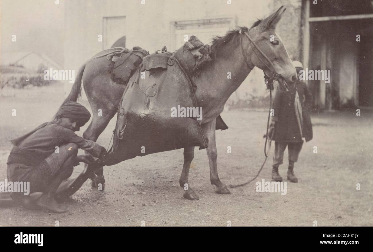 Water mule hi-res stock photography and images - Alamy