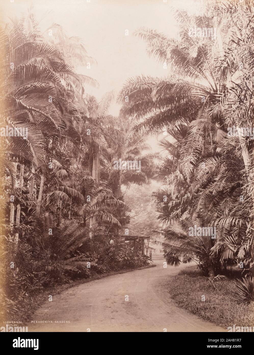 CeylonSri Lanka, View of a walkway through the Peradeniya Botanic ...