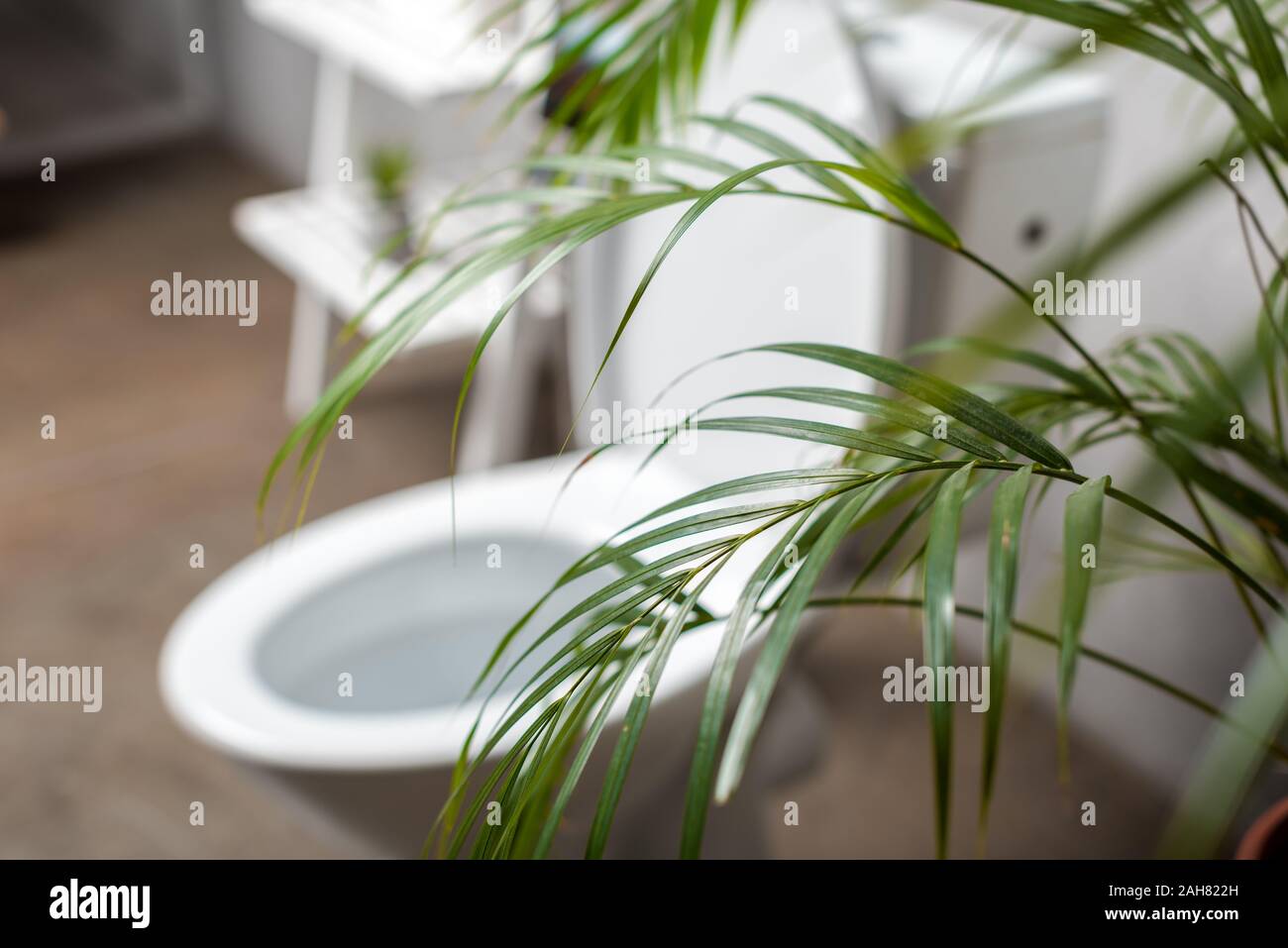 selective focus of palm tree and toilet bowl near rack Stock Photo - Alamy