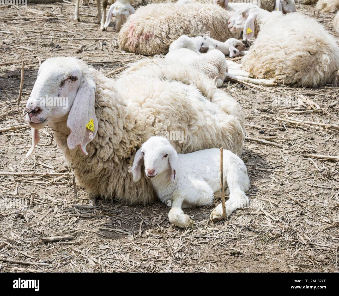 Sheep and sheep hi-res stock photography and images - Alamy