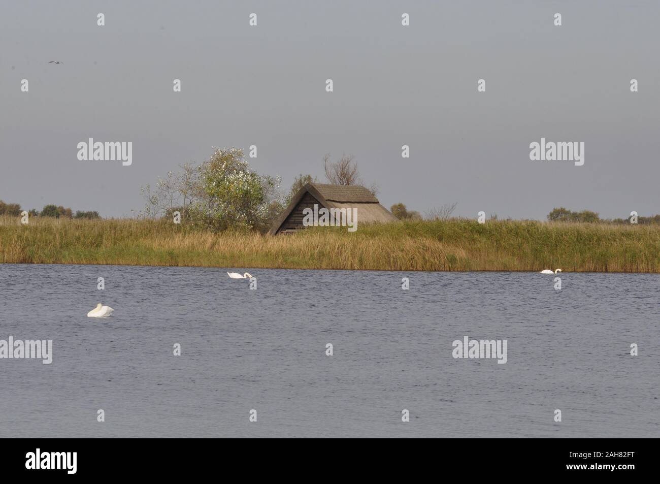 Martham Broad, Norfolk Broads, England, UK Stock Photo - Alamy