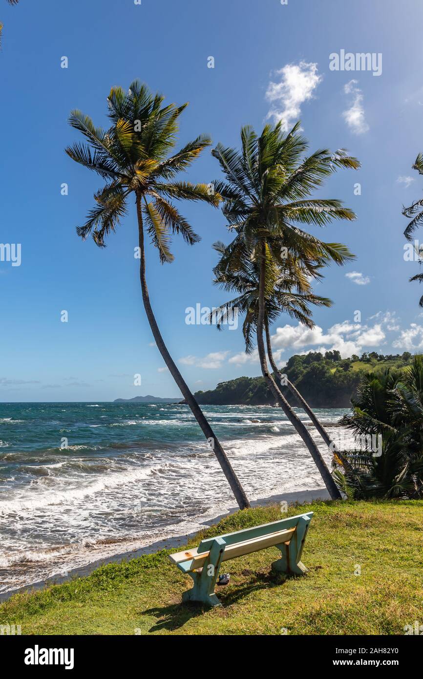 Coconut palms and bench on shore in Sainte-Marie, Martinique, France ...