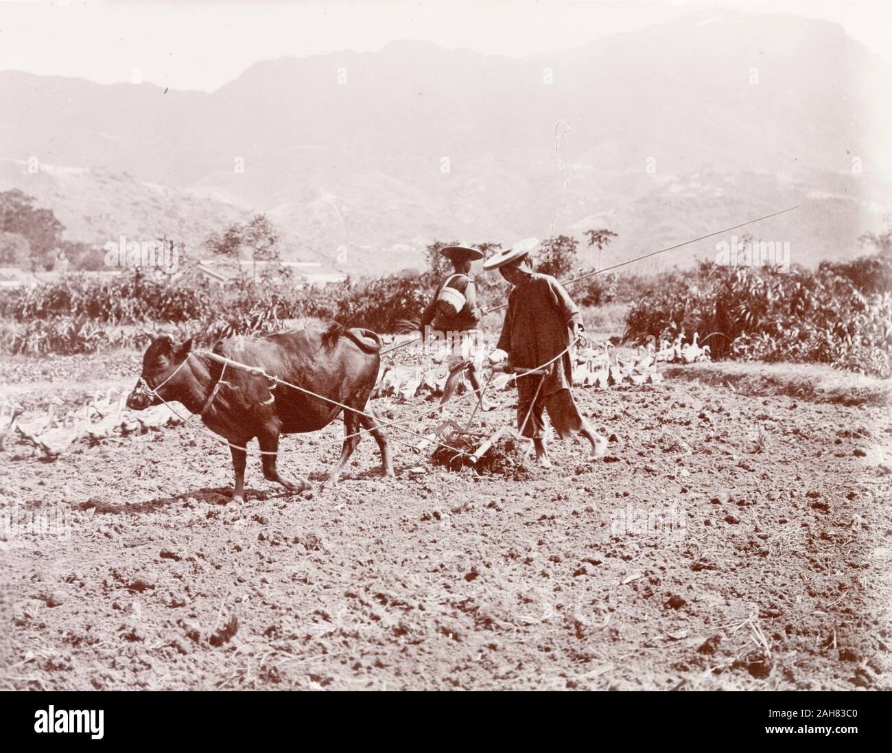 China, A Chinese farmer uses a harrow, dragged by a cow, to cultivate ...