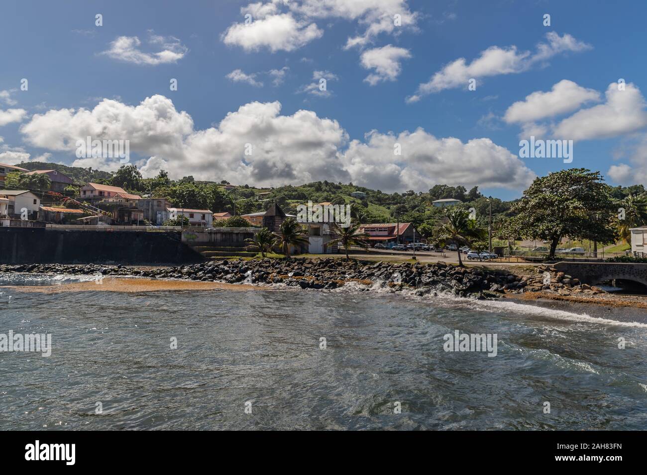 Sargasso sea weed in bay in Marigot, Martinique, France Stock Photo - Alamy