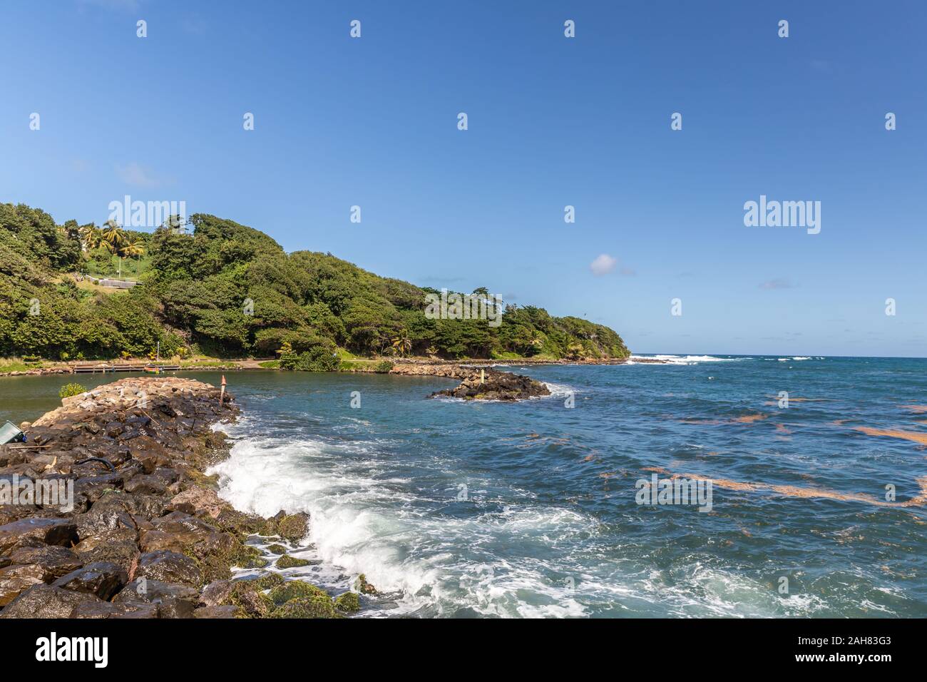 Sargasso sea weed in bay in Sainte-Marie, Martinique, France Stock ...
