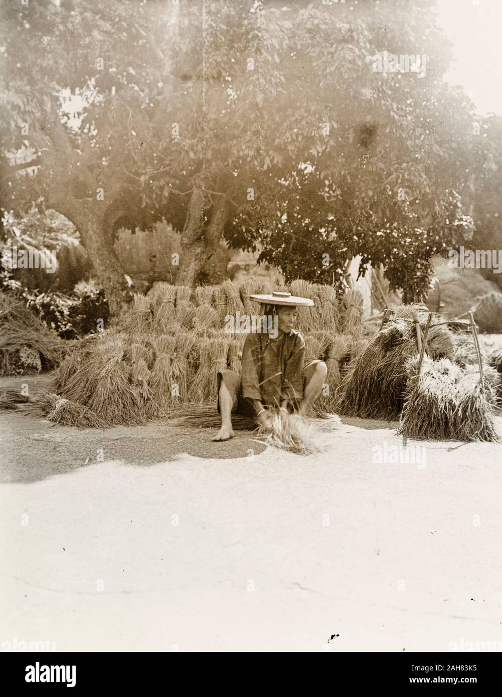 China, A Chinese woman, wearing a wide-brimmed straw hat, threshes ...