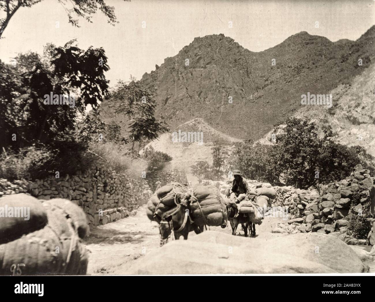 China, A trail of heavily laden donkeys transport sacks of supplies ...