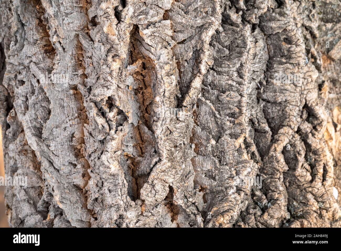 Texture of embossed bark of an old maple. Texture of the bark of old ...
