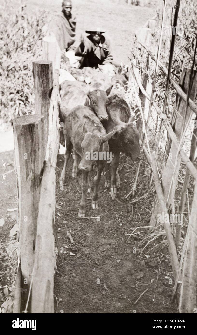Njoro kenya hi-res stock photography and images - Alamy