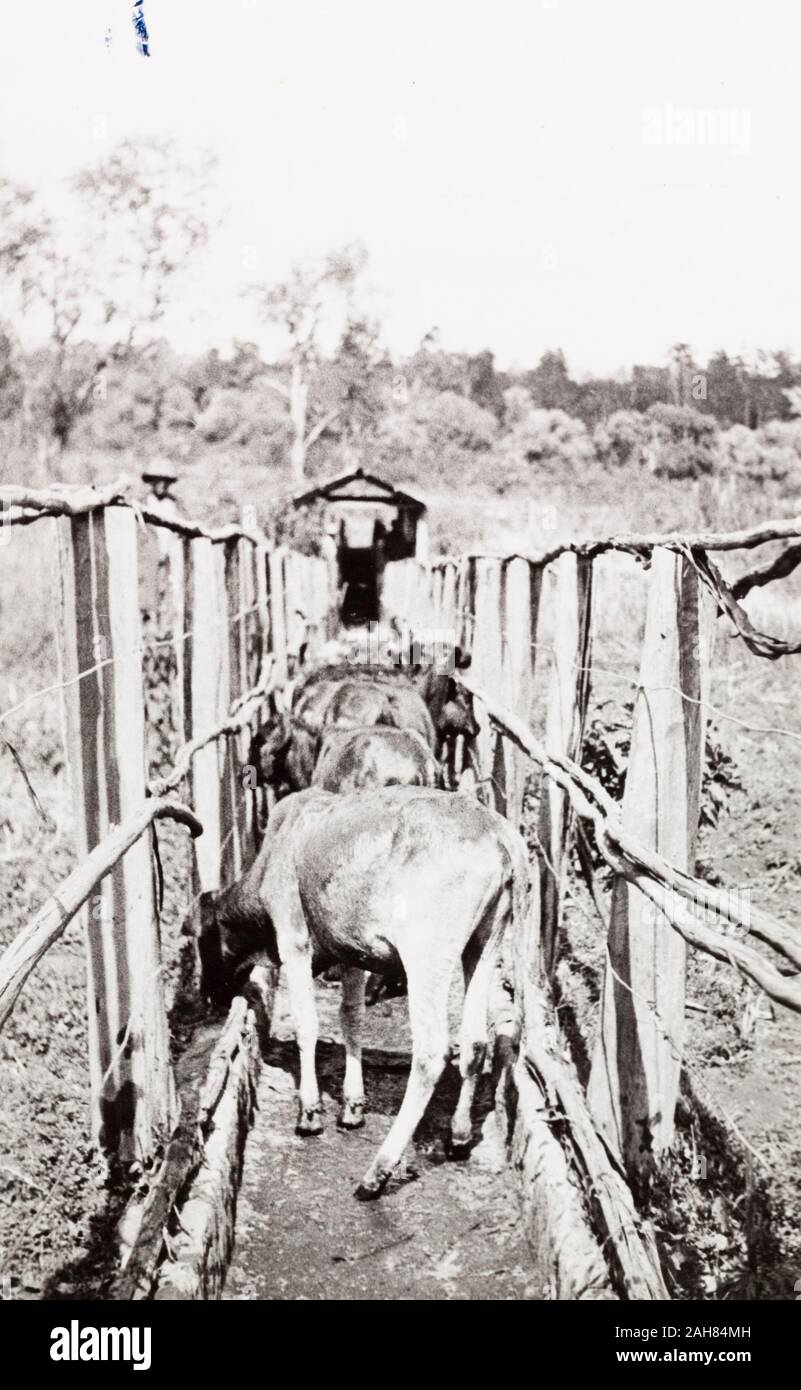 Kenya, Young cattle are herded through a narrow enclosure out of dip at ...
