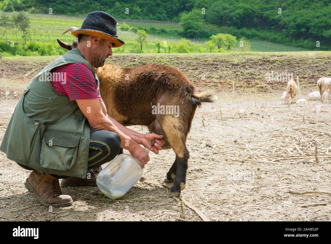 Shepherd milking a goat in the italian countryside. Fresh Milk ...