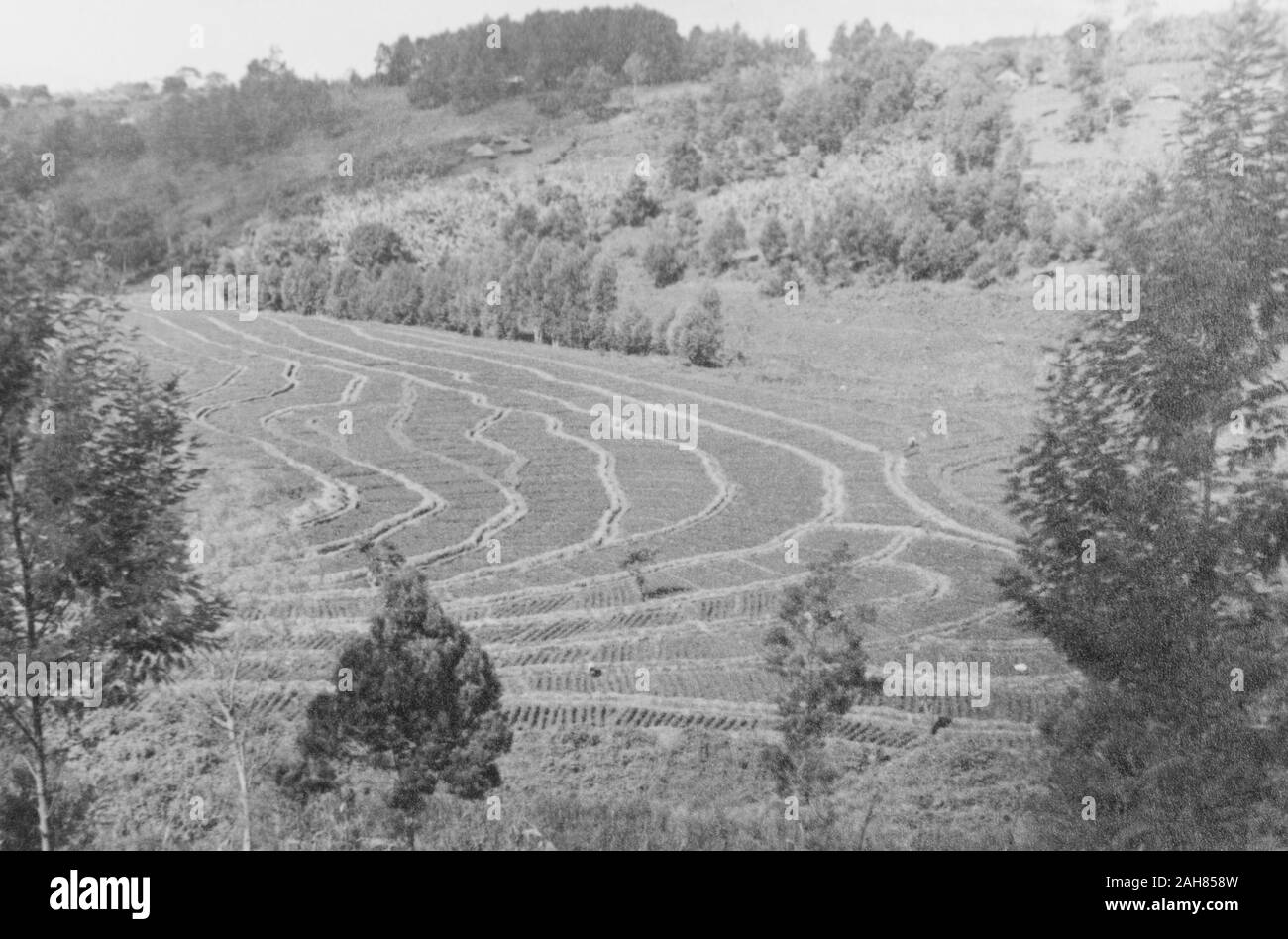 Kenya, A field is divided into narrow, contoured terraces as part of ...