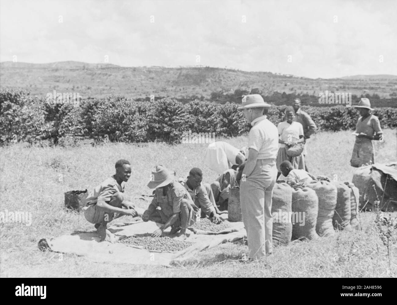 African coffee plantation Black and White Stock Photos & Images - Alamy