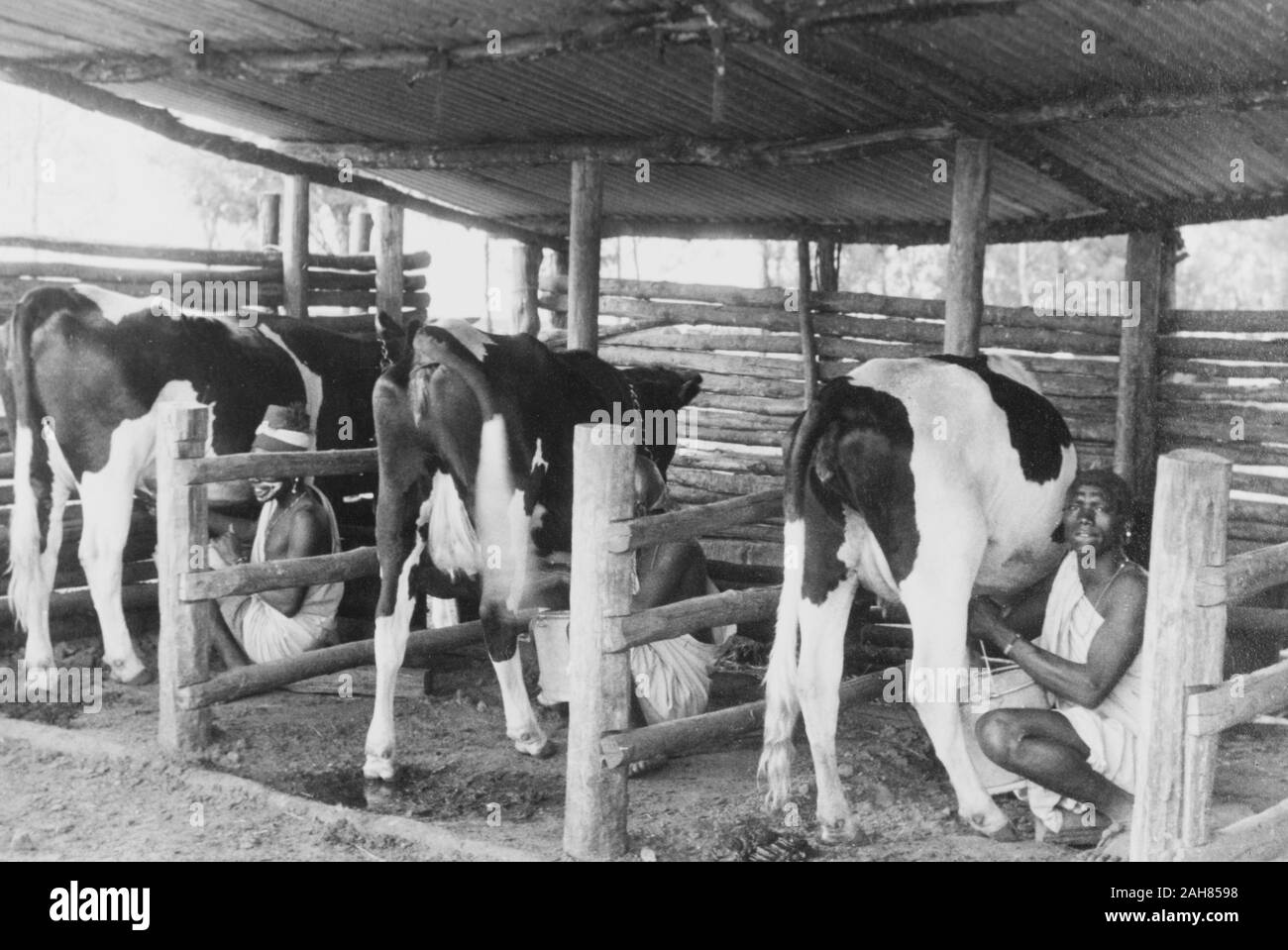 Kenya, Friesian cows stand in the stalls of a cowshed, being milked by ...