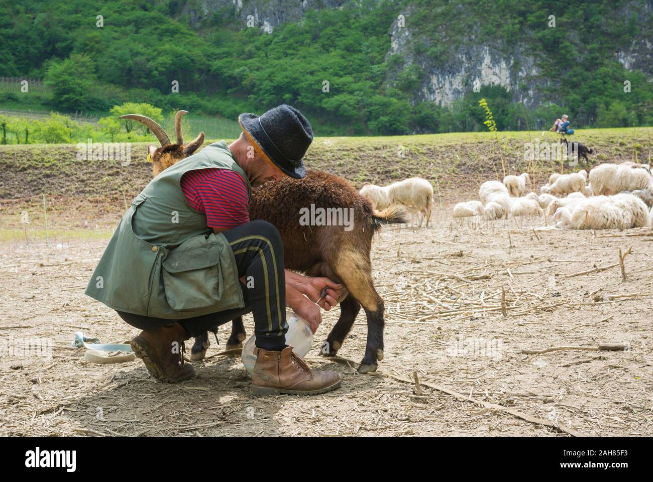 Milking goat hi-res stock photography and images - Alamy