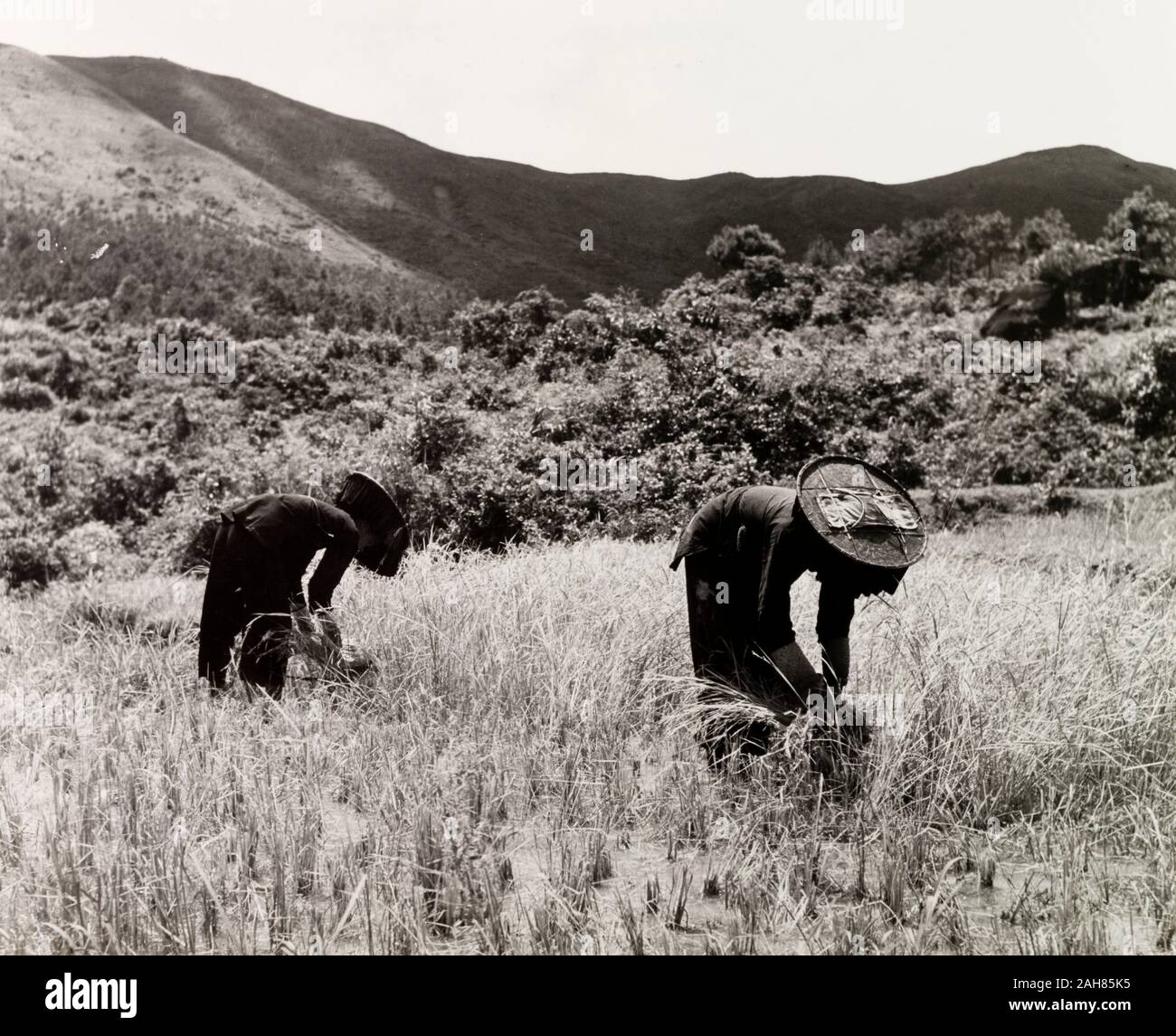 Hong Kong, The 'ancient ways of agriculture'Two female Hakka labourers ...