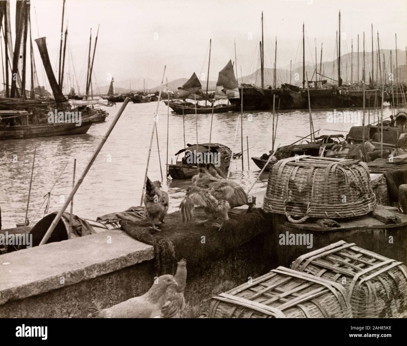 Macaujunks hi-res stock photography and images - Alamy