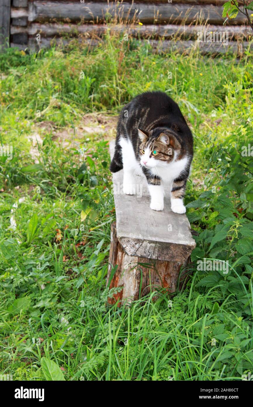 Cat Arched Back High Resolution Stock Photography and Images - Alamy