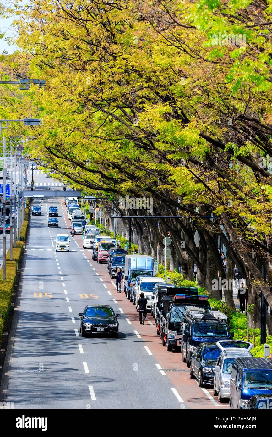Row of trees tree lined street hi-res stock photography and images - Alamy