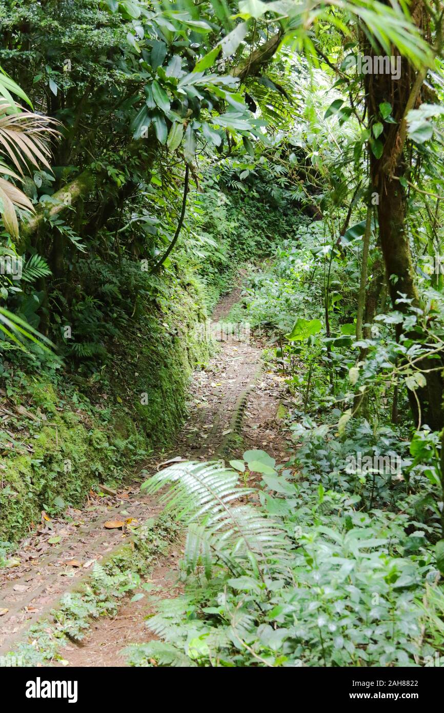 Hiking trails in the Monteverde Cloud Forest, Costa Rica Stock Photo ...