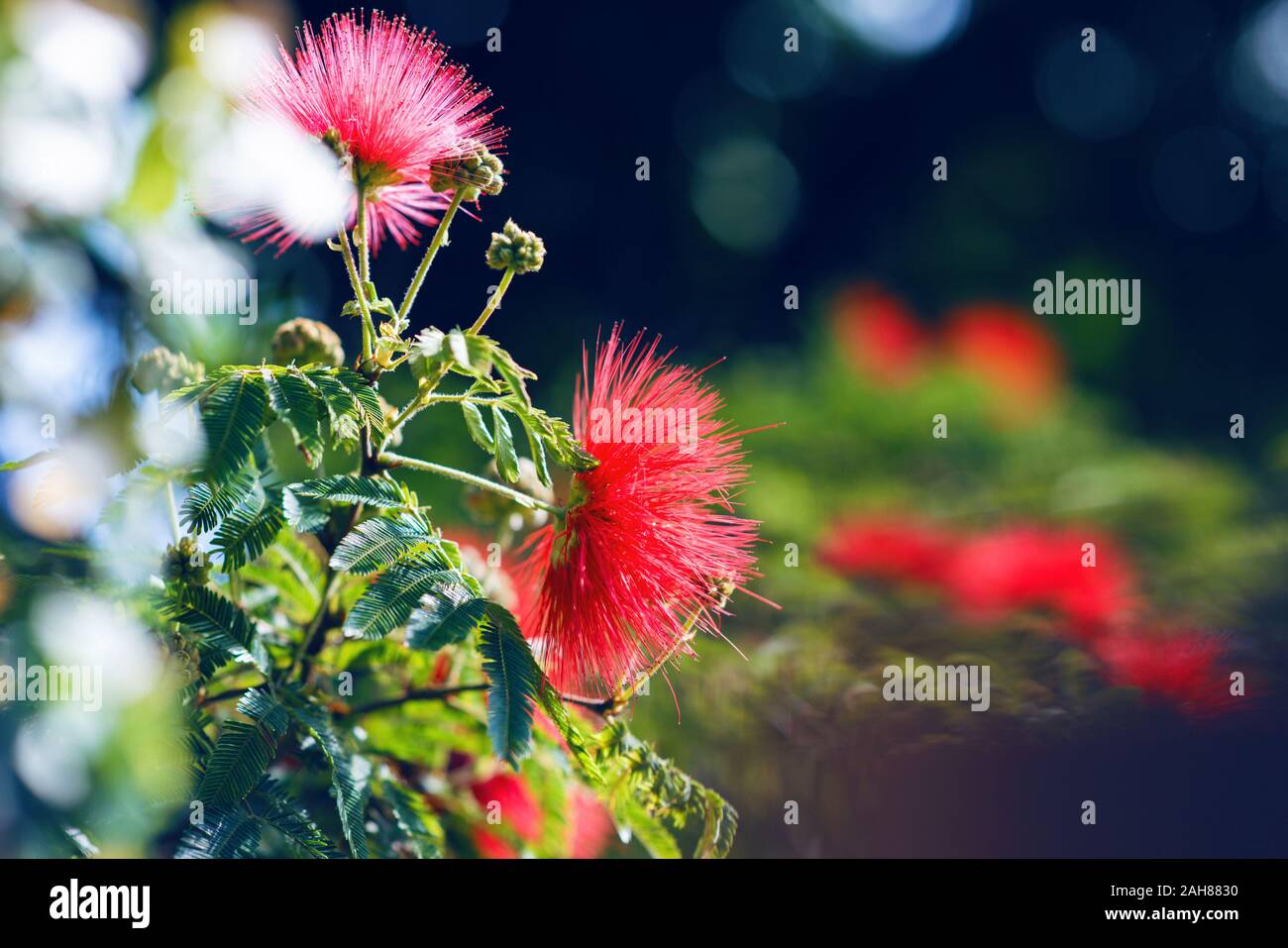 Australian Spring Flowers High Resolution Stock Photography and Images ...