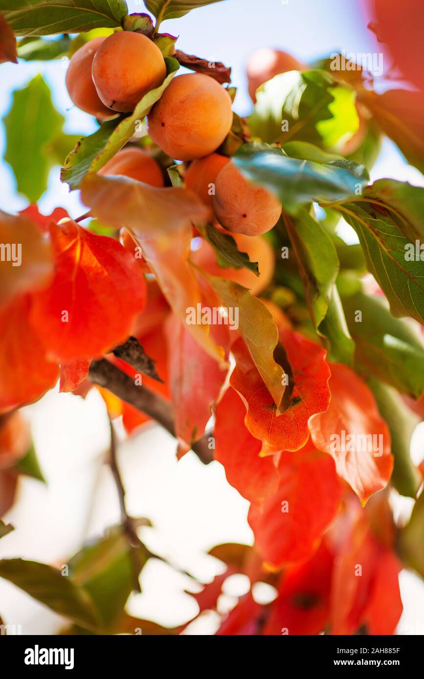Red persimmon tree hi-res stock photography and images - Alamy