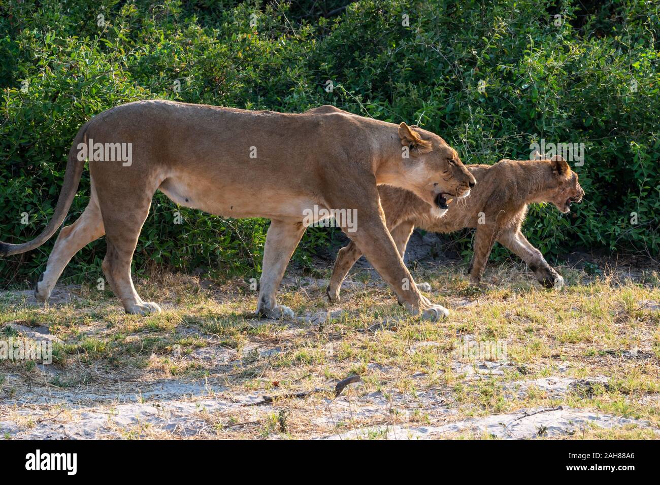 Male female lion animals hi-res stock photography and images - Alamy