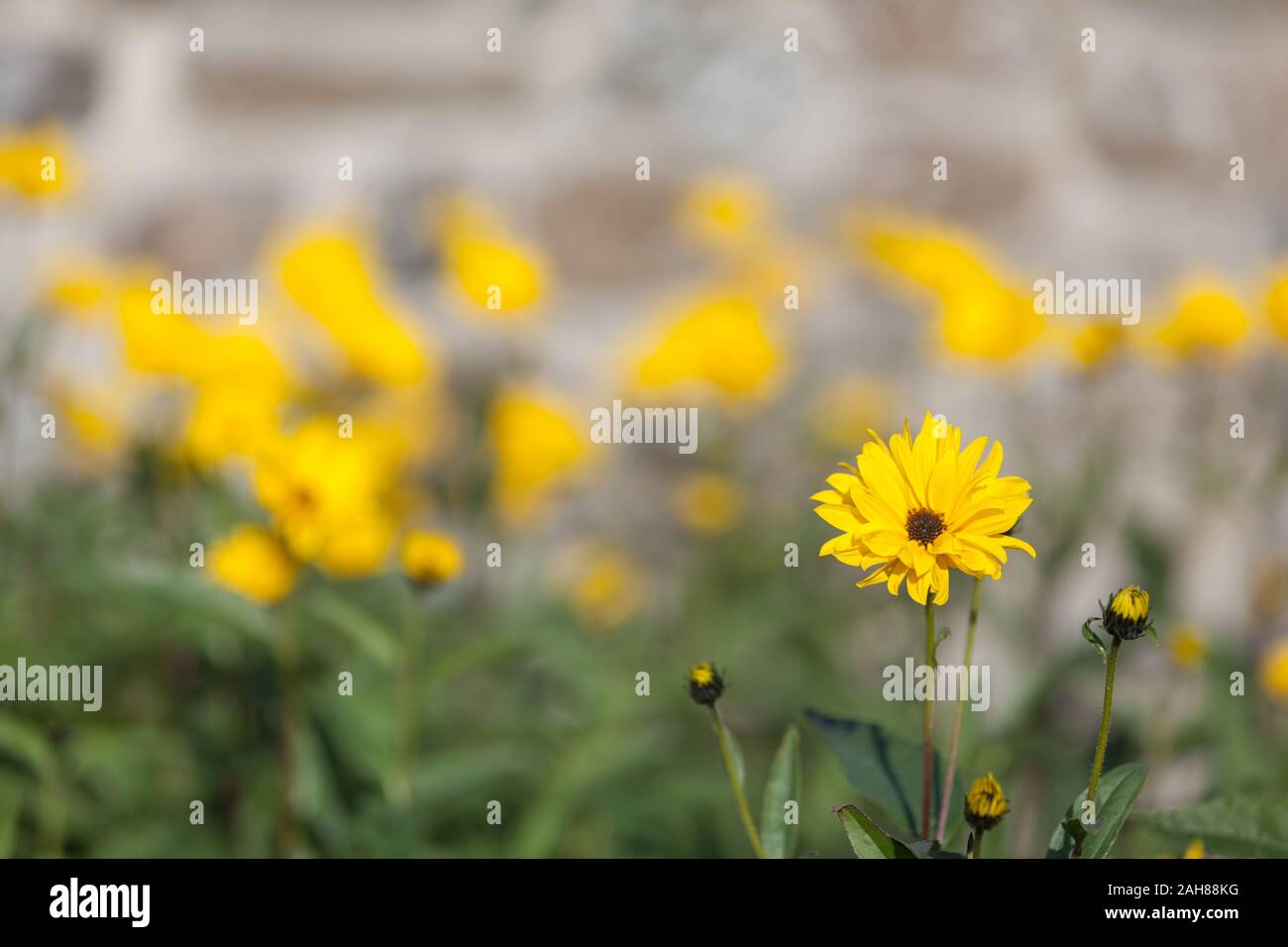 Bright yellow rudbeckia flowers in the Gertrude Jekyll ornamental ...