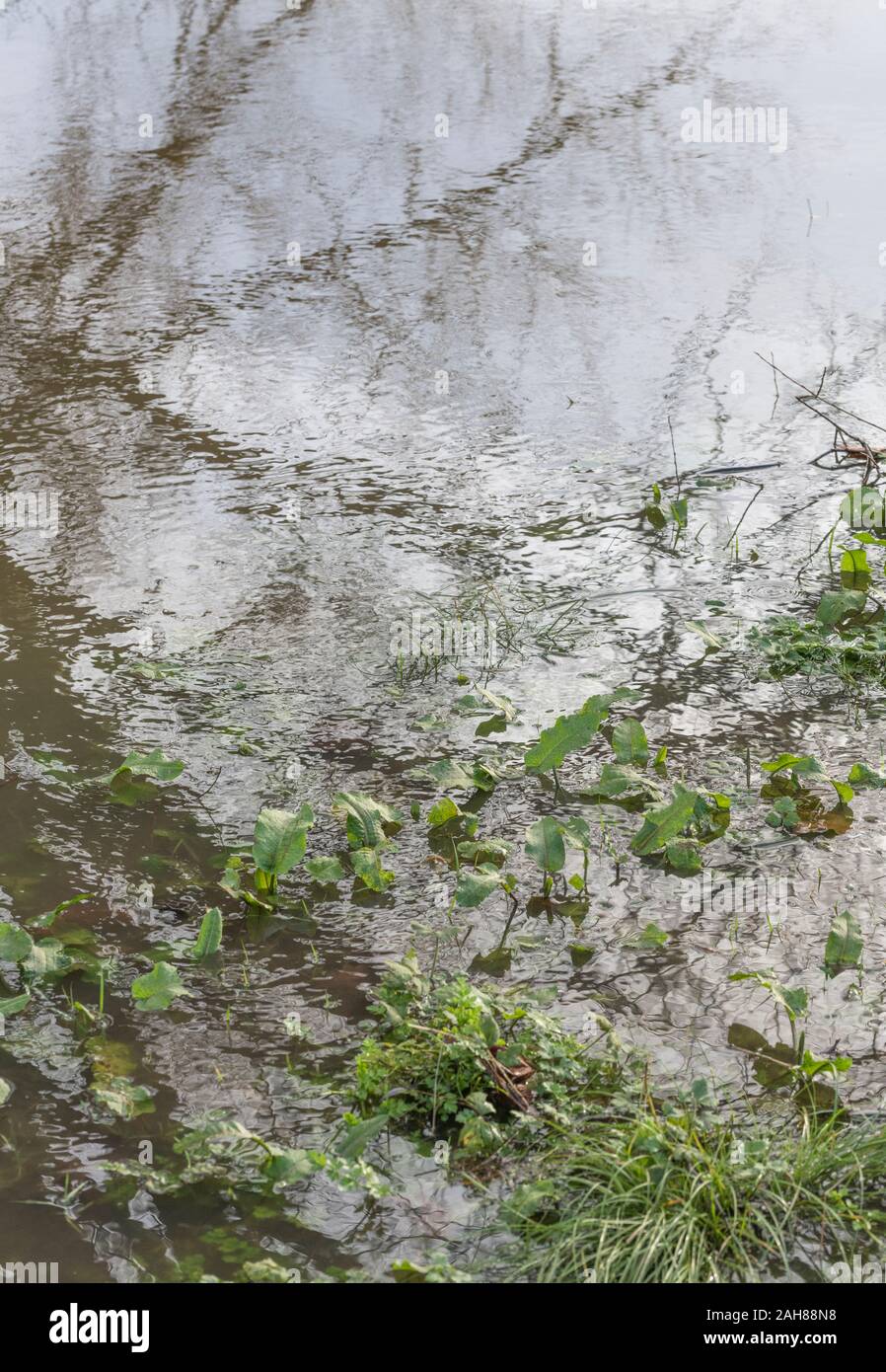Submerged weeds in winter flooded drainage channel after heavy rain ...