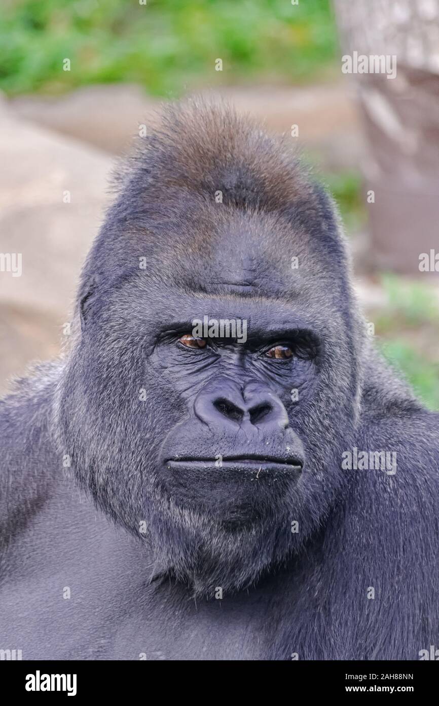 adult male of Western Lowland Gorilla, (gorilla gorilla gorilla) face ...