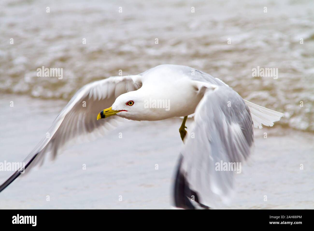 A seagull taking flight on Lake Huron in Grand Bend, Ontario Canada ...