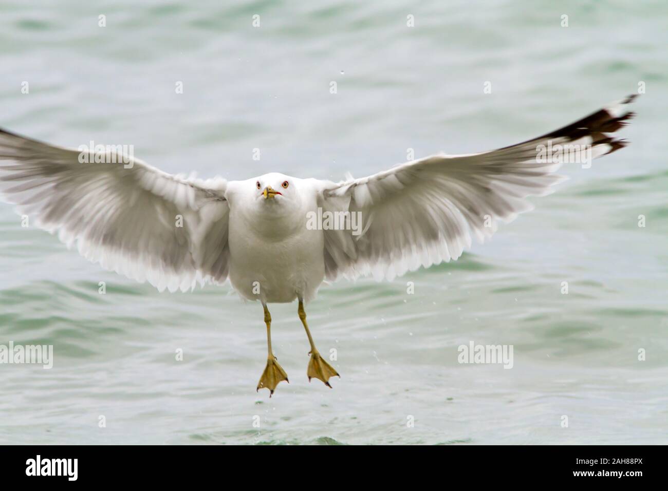 A seagull taking flight on Lake Huron in Grand Bend, Ontario Canada ...
