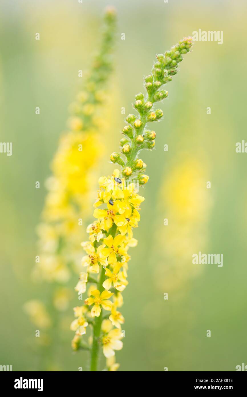 Flora and fauna of scotland hi-res stock photography and images - Alamy